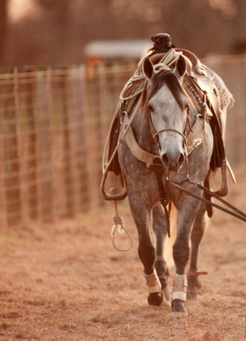 Skipastarsky - Los Jaboncillos Ranch